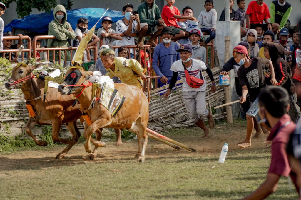 Budaya Karapan Sapi Di Madura, Unik dan Menarik - Pulpena.